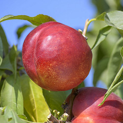 Sheboygan Tree & Shrub Program