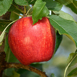 Sheboygan Tree & Shrub Program